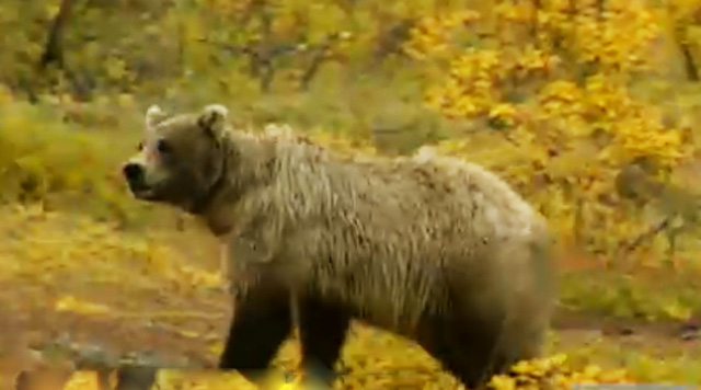 Grizzly bear that killed 1, mauled 2, captured; survivor played dead ...