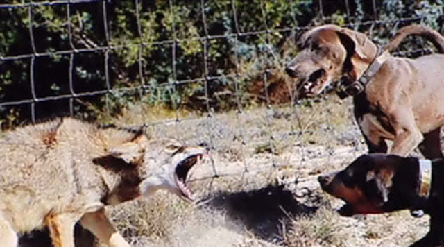 WANTED: More dead than alive--coyote bounty up in Kerrville | kens5.com