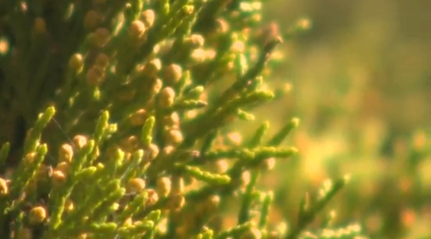 Mountain cedar spikes to highest count of the season | kens5.com