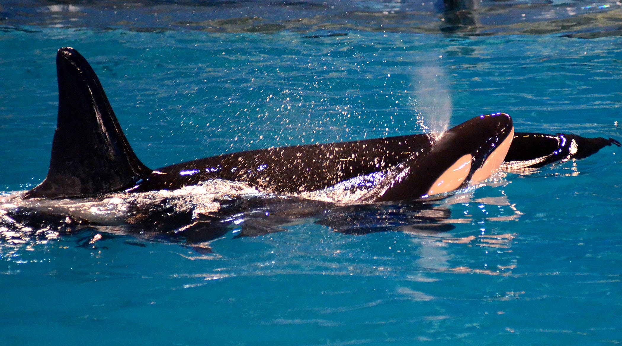 SeaWorld San Antonio welcomes baby killer whale to park | kens5.com