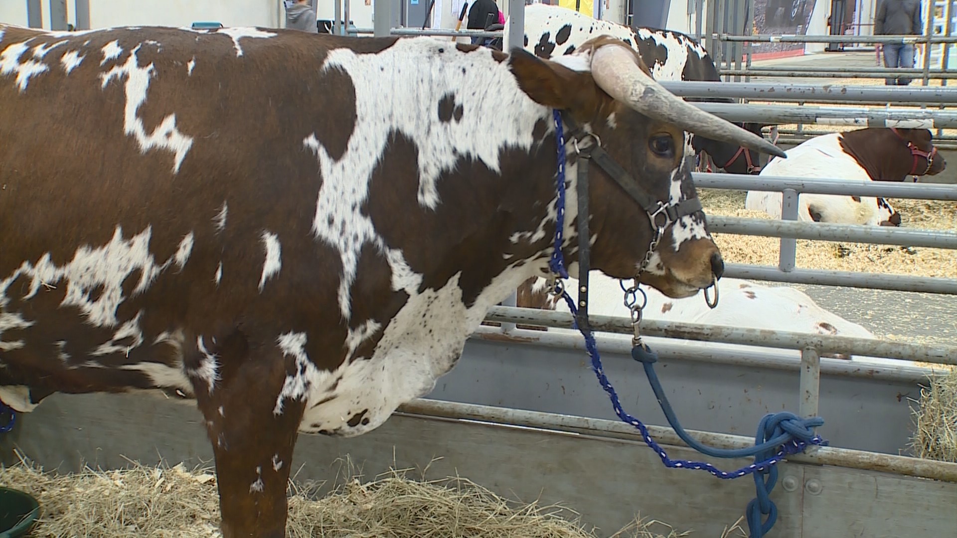 Rodeo can boost business for cattle breeders | kens5.com