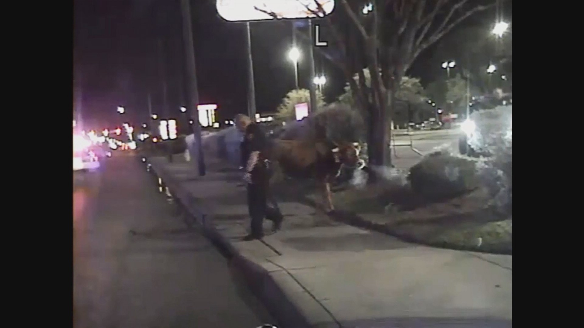 Dashcam footage shows police chase for fugitive cow | kens5.com