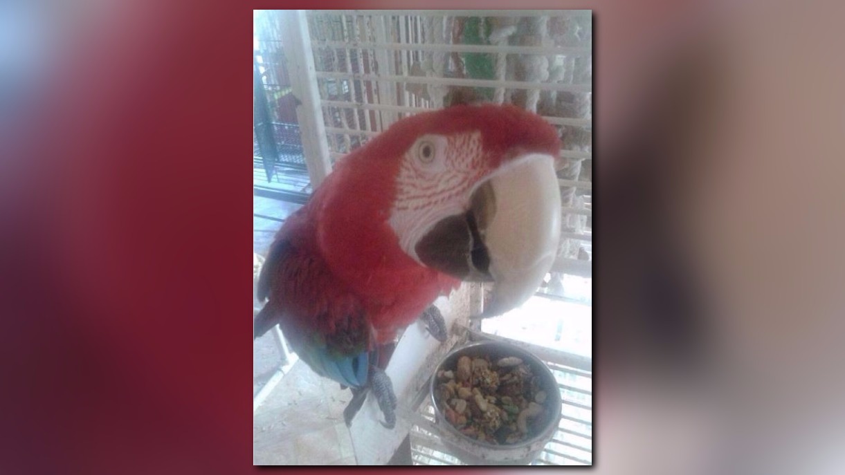 Man searching for missing parrot | kens5.com