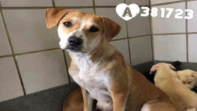SAPA receives numerous requests for dog that saved 9 puppies | khou.com