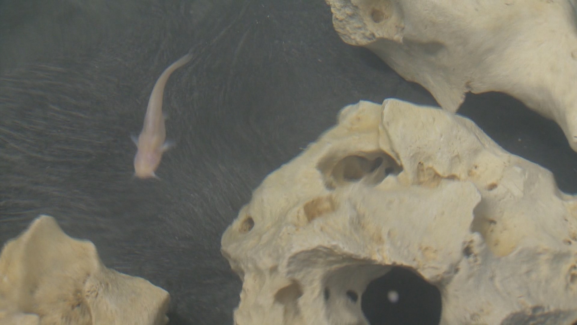 Rare, blind catfish find home at S.A. Zoo | khou.com