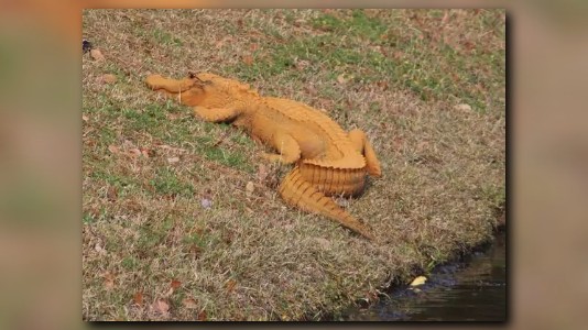 Mysterious orange alligator spotted in South Carolina | kens5.com