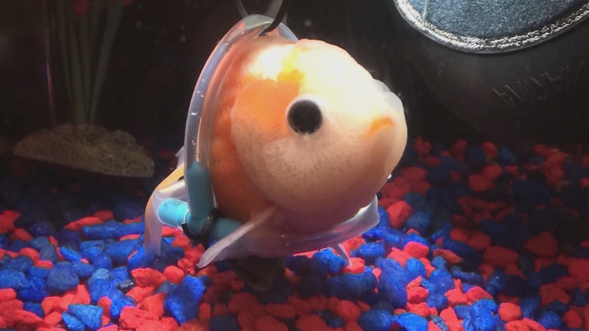 Meet the Man Behind the Viral 'Goldfish Wheelchair' | wltx.com