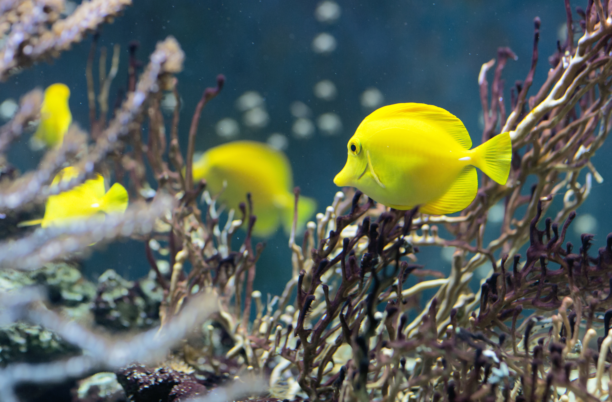 LEGOLAND Discovery Center, SEA LIFE Aquarium coming to River Walk ...